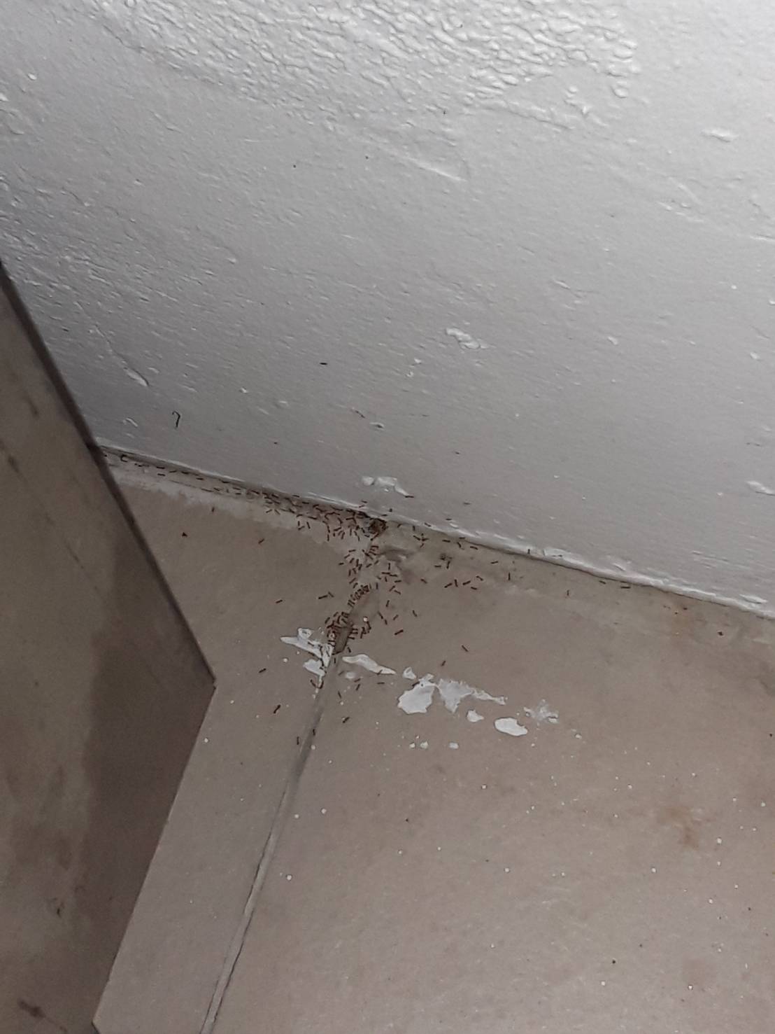 มด (ANT) | บริษัท อินเซคท์ เซอร์วิส จำกัด