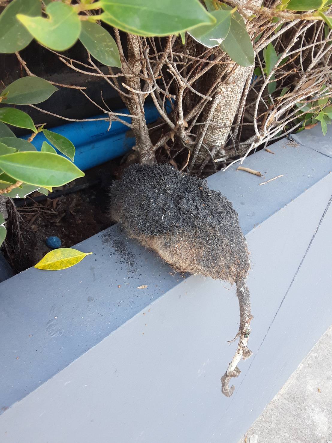 หนู (RAT) | บริษัท อินเซคท์ เซอร์วิส จำกัด